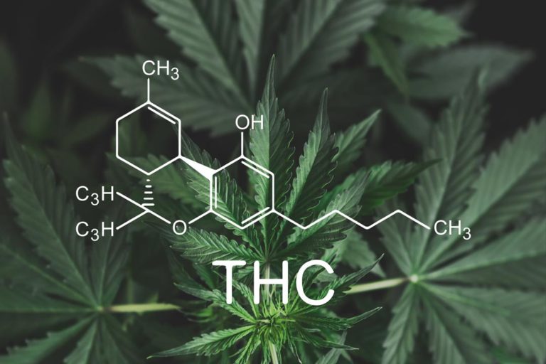 High THC Potency Doesn’t Cause More Impairment | Bloom Cannabis Insights