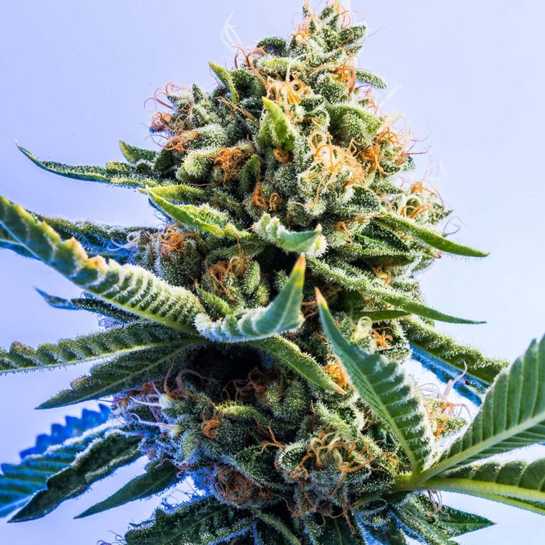 What Is Cannabis? Is It Different from Hemp & Marijuana? | Bloom ...