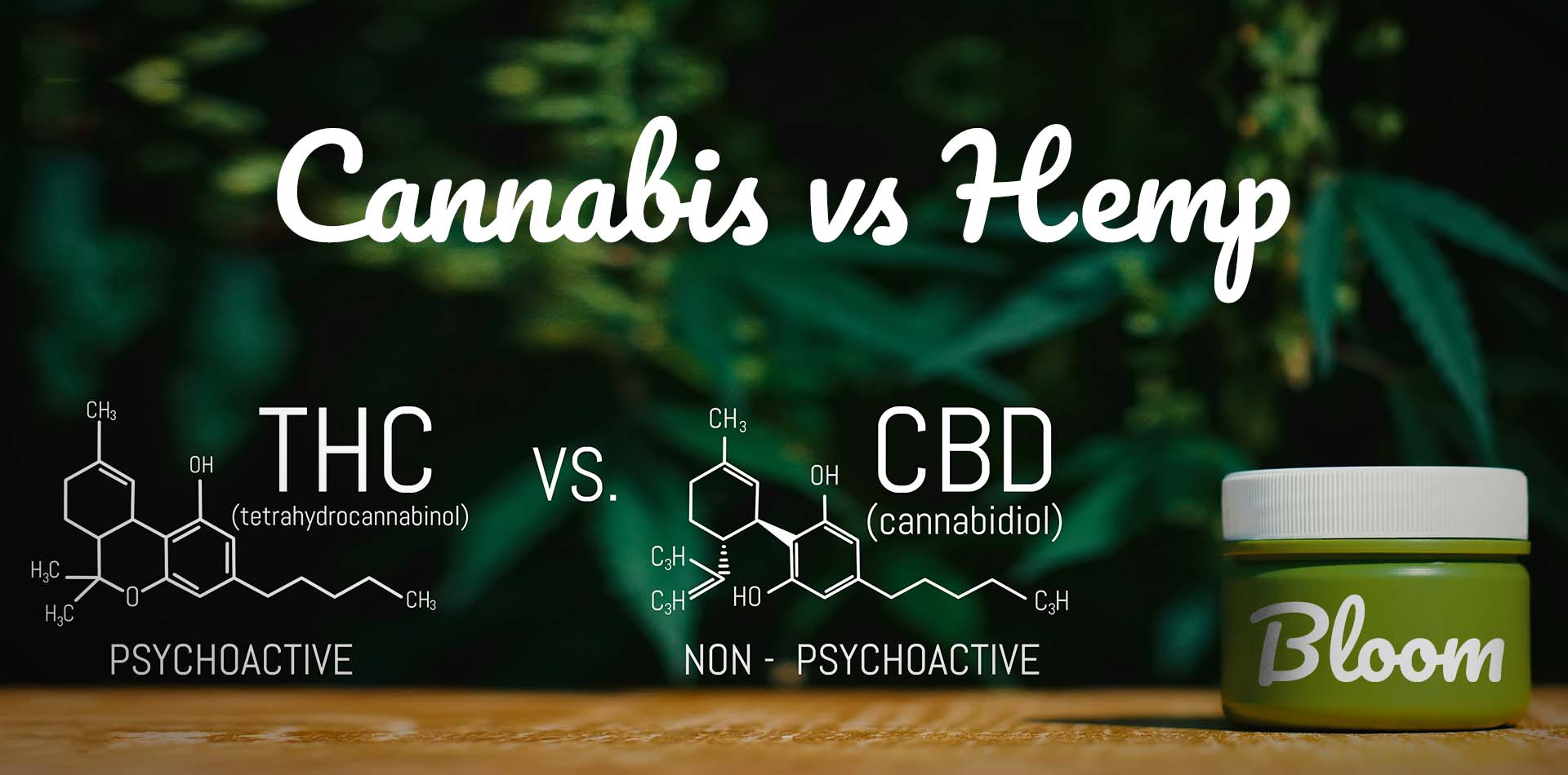 Hemp vs. Cannabis: What's the Difference? | Bloom Dispensaries