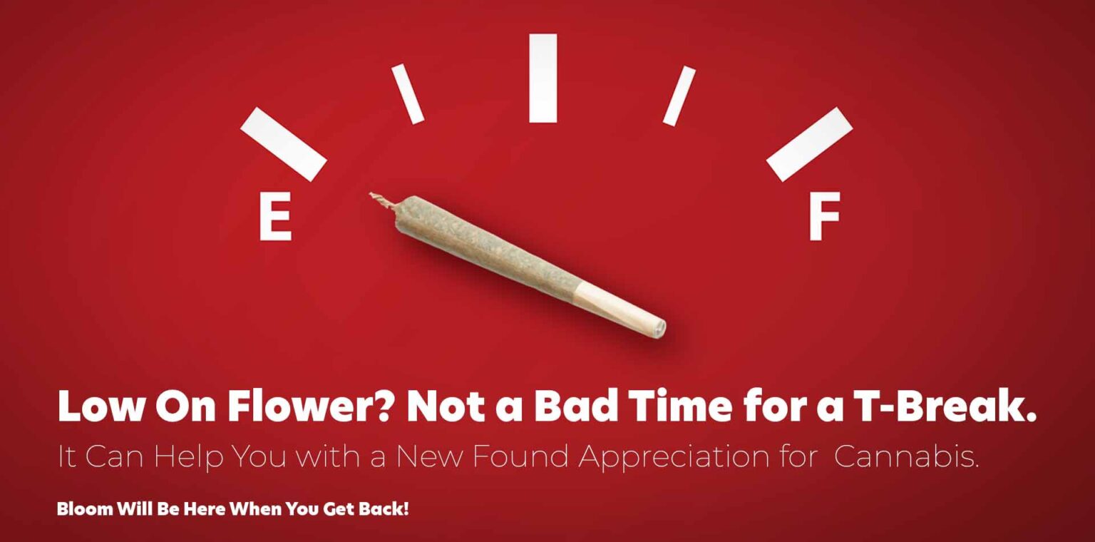 What Is a T-Break and How Long Should It Be? - Bloom - Cannabis Education