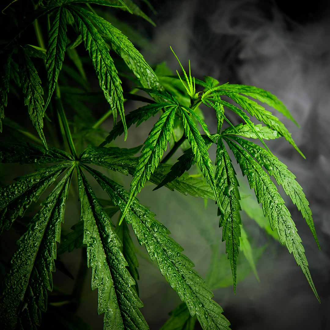 Lets talk How to Grow Weed (Our Favorite Flower) - Bloom - Cannabis ...