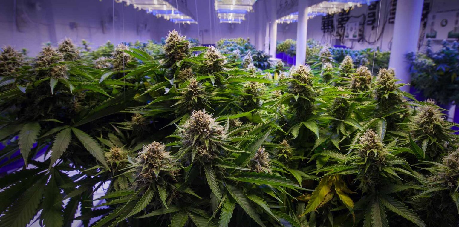 What Is Cannabis? Is It Different from Hemp & Marijuana? | Bloom ...