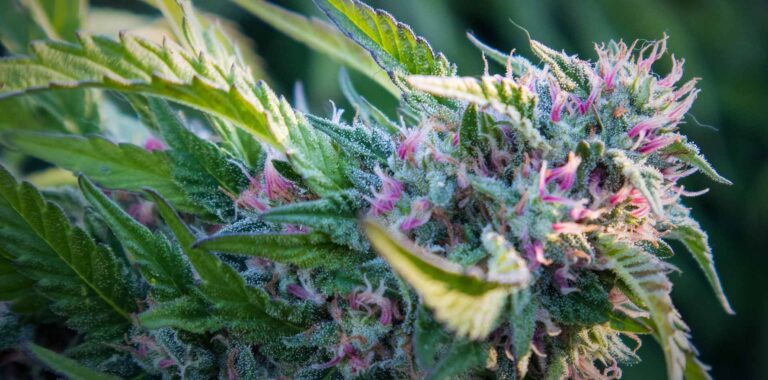What Is Cannabis? Is It Different from Hemp & Marijuana? | Bloom ...