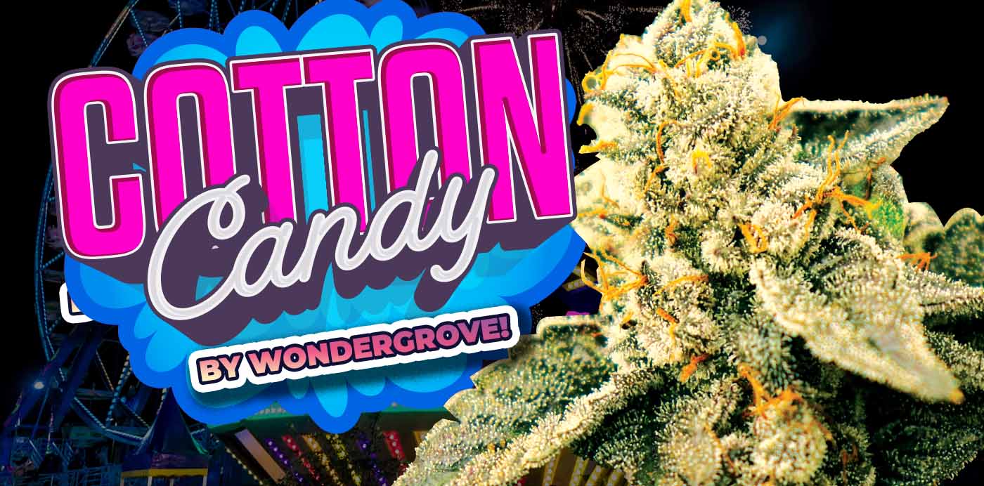 Cotton Candy Strain - Bloom - Cannabis Education