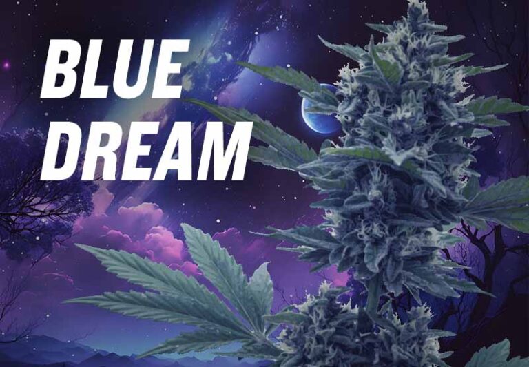 Blue Dream Strain Highlight | Bloom Cannabis Insights
