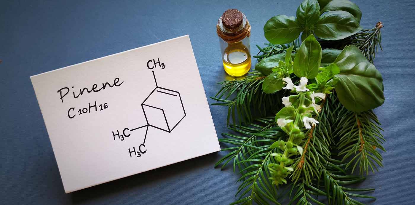 Pinene Terpene: A Breath of Fresh Pine - Bloom - Cannabis Education